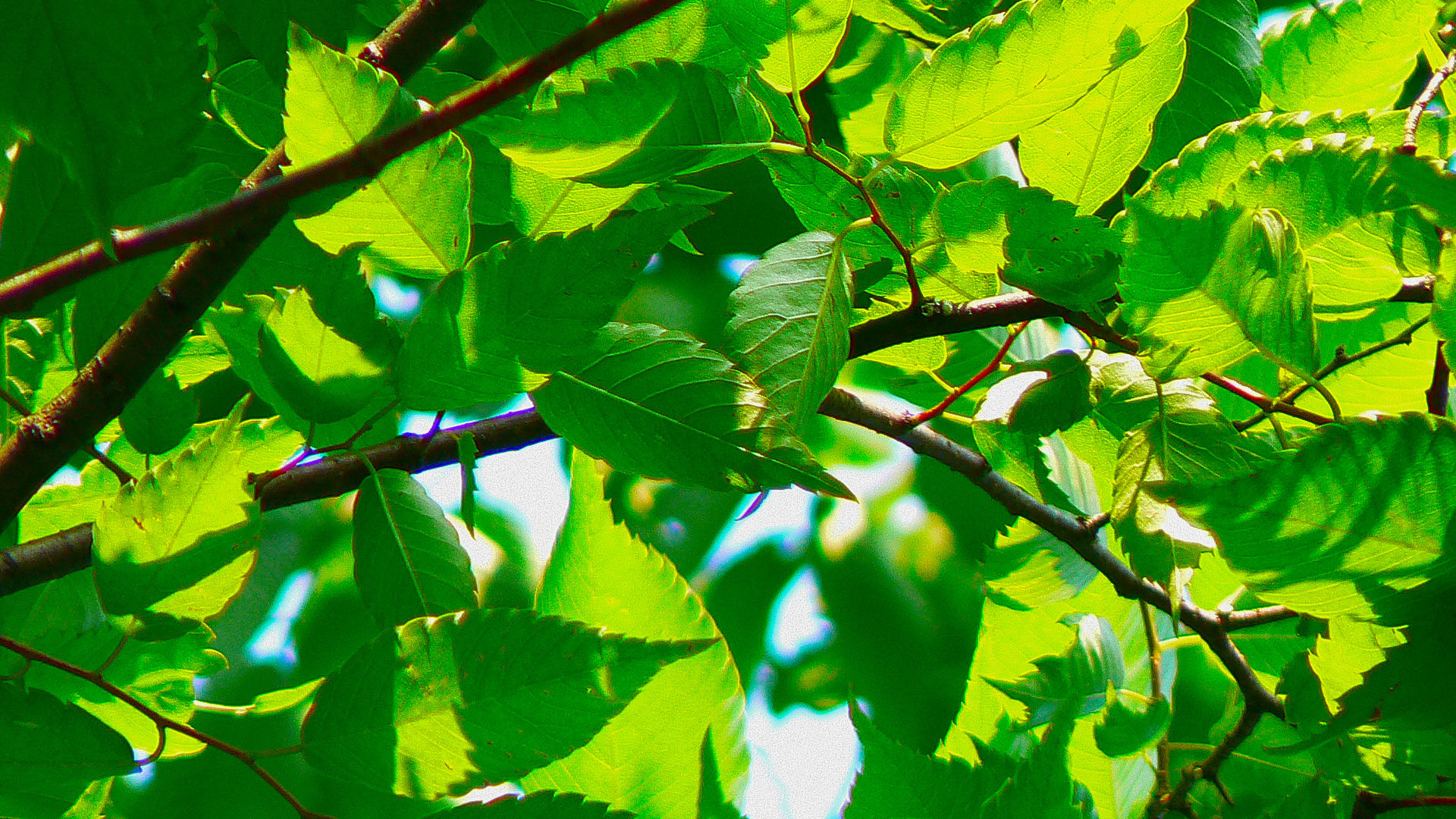 Join us, please! - escy-web ページ！