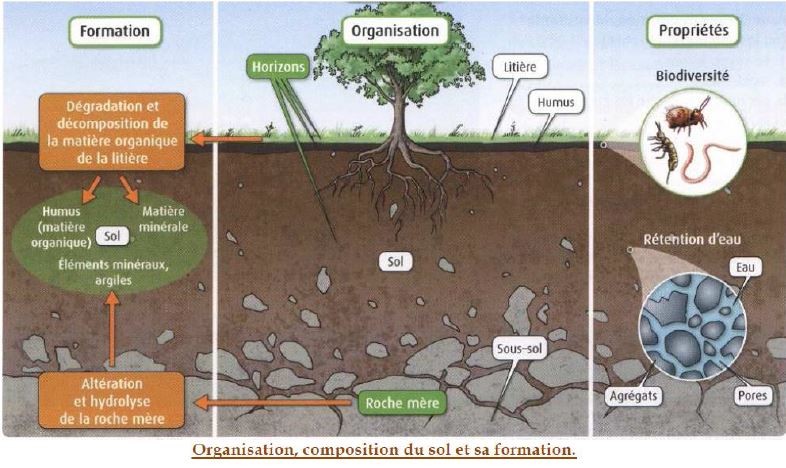 La formation du sol - Site de svt-sol