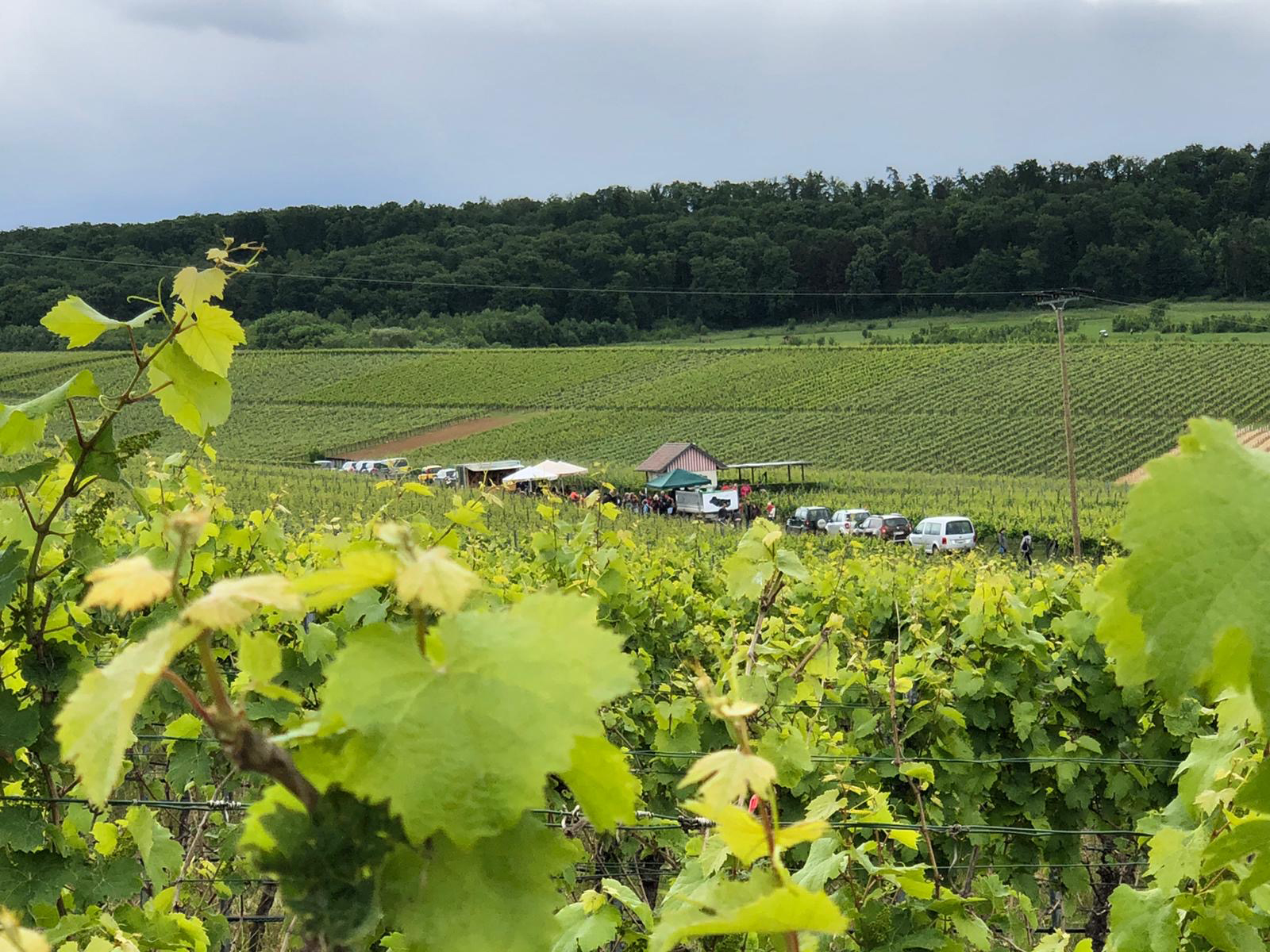 Impressionen - Wein & Wiese