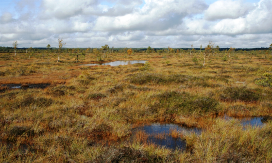 Hoe werkt een hoogveen? - HOOGVEENHERSTEL