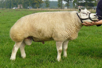 Gebruikte rammen 2014 - edehaan-texelaar-schapen