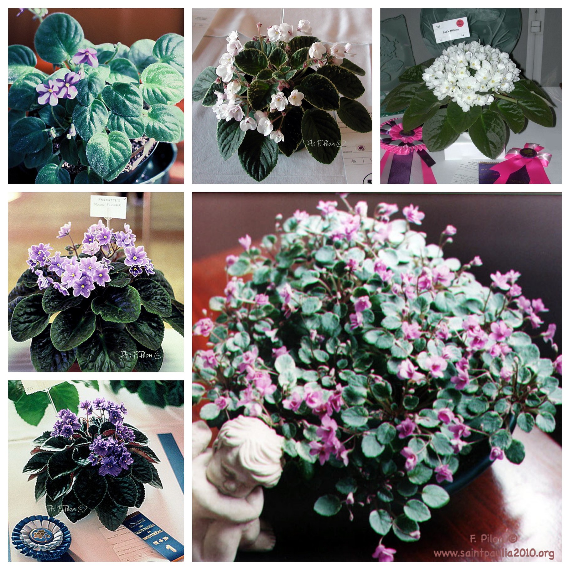 'Vintage' African Violet - Saintpaulia, tout sur la violette africaine