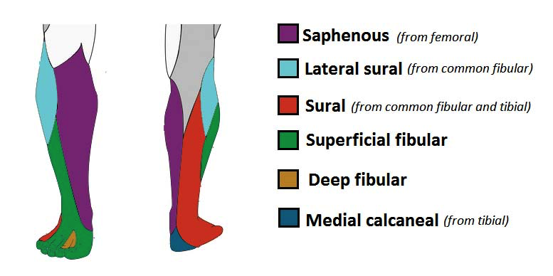 Common peroneal nerve - NeurologyNeeds.com