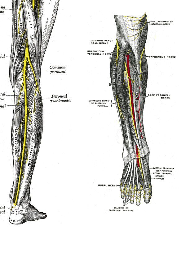 Common peroneal nerve - NeurologyNeeds.com