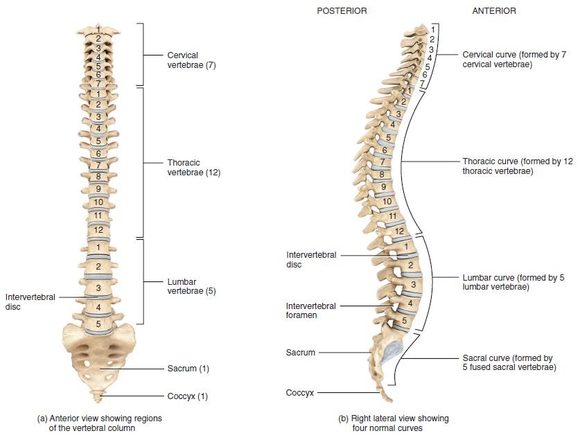 Vertebral column - NeurologyNeeds.com