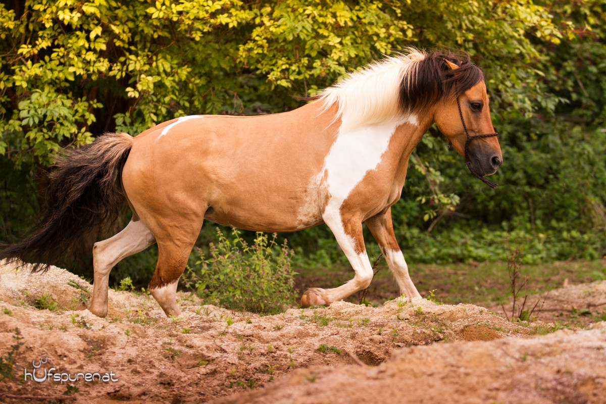 Die Hufspuren Pferdefotoshooting-Gewinner: Das wilde Lewitzer Pony ...