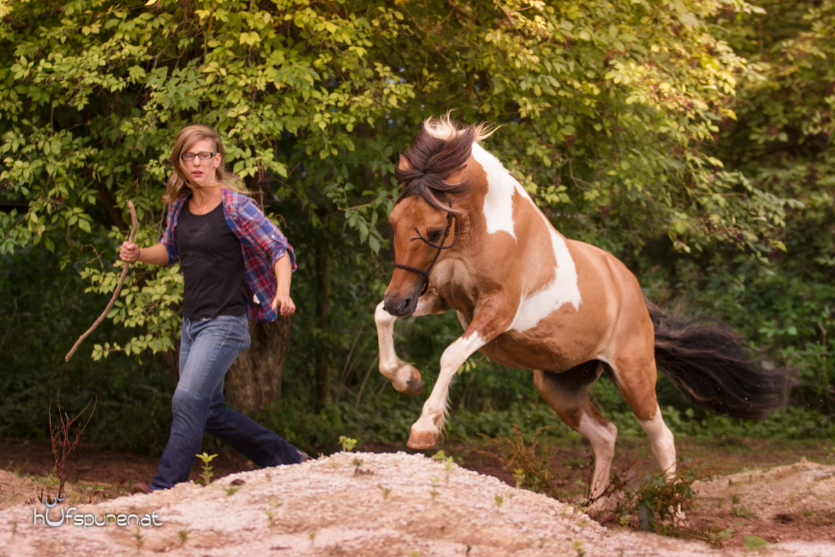 Die Hufspuren Pferdefotoshooting-Gewinner: Das wilde Lewitzer Pony ...