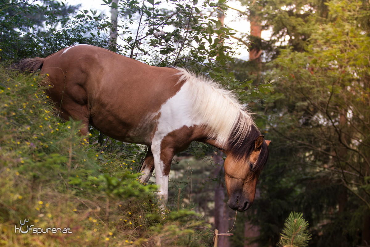 Die Hufspuren Pferdefotoshooting-Gewinner: Das wilde Lewitzer Pony ...