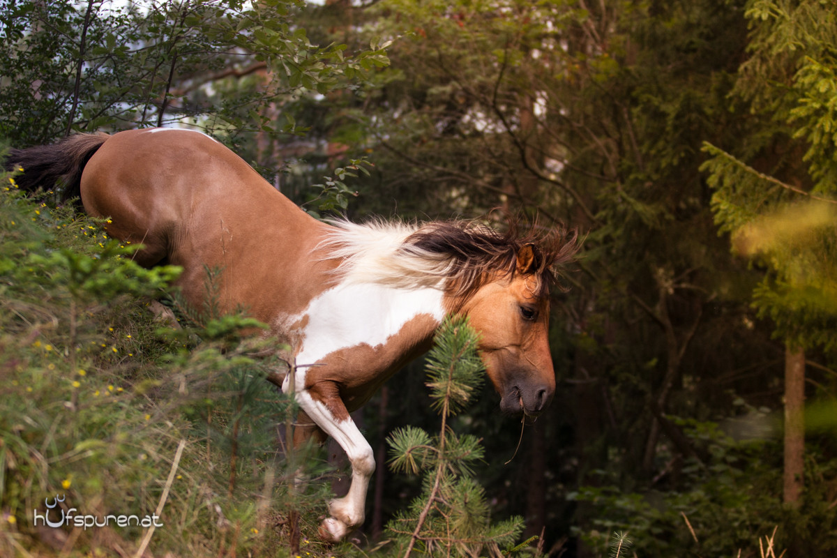 Die Hufspuren Pferdefotoshooting-Gewinner: Das wilde Lewitzer Pony ...