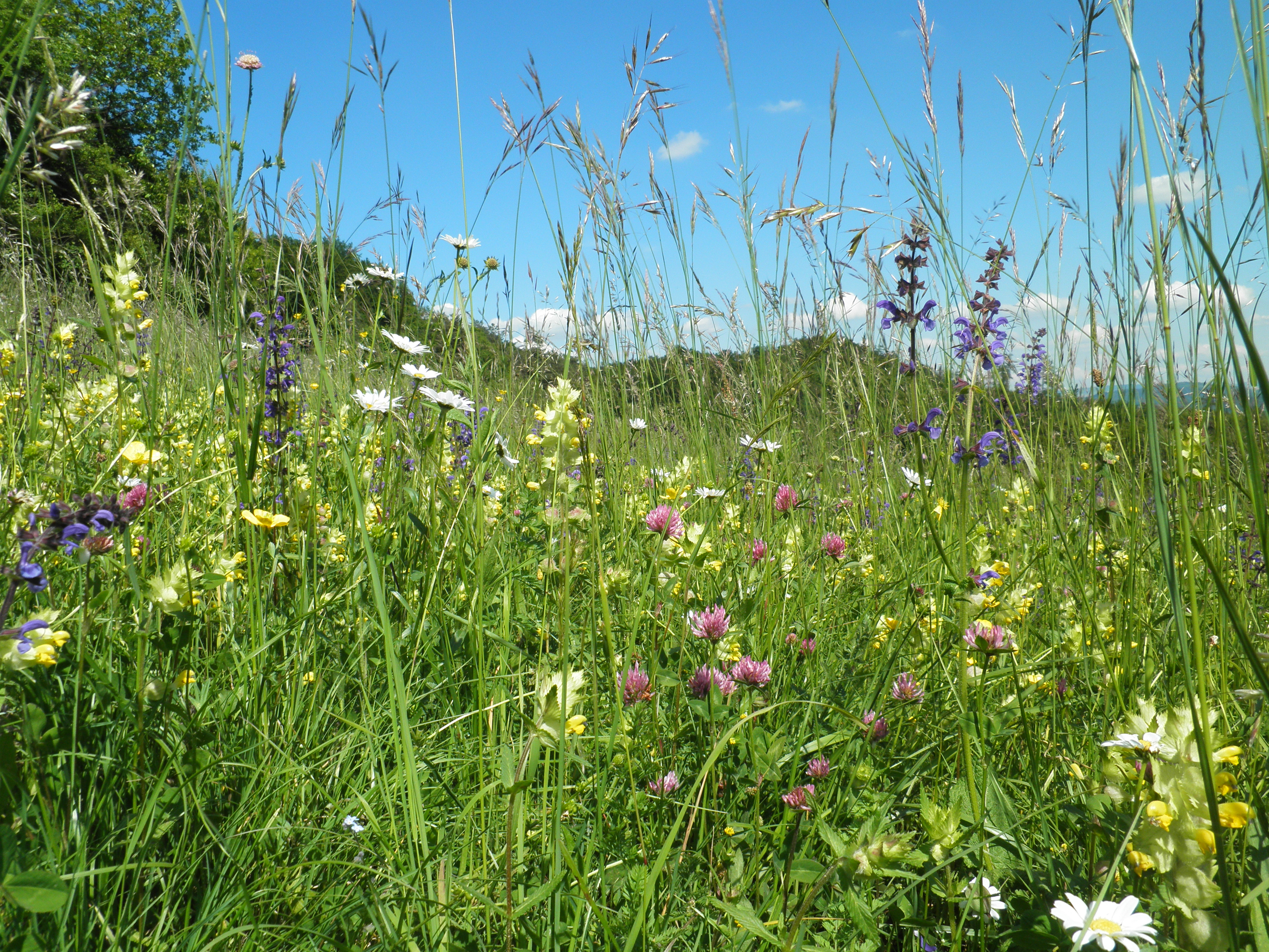 Landwirtschaft - Biodiversität - Landschaft (Labiola) Infomobil - IG ...