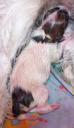 Geburt der Welpen von Jackie - Jack Russell Terrier & Co.