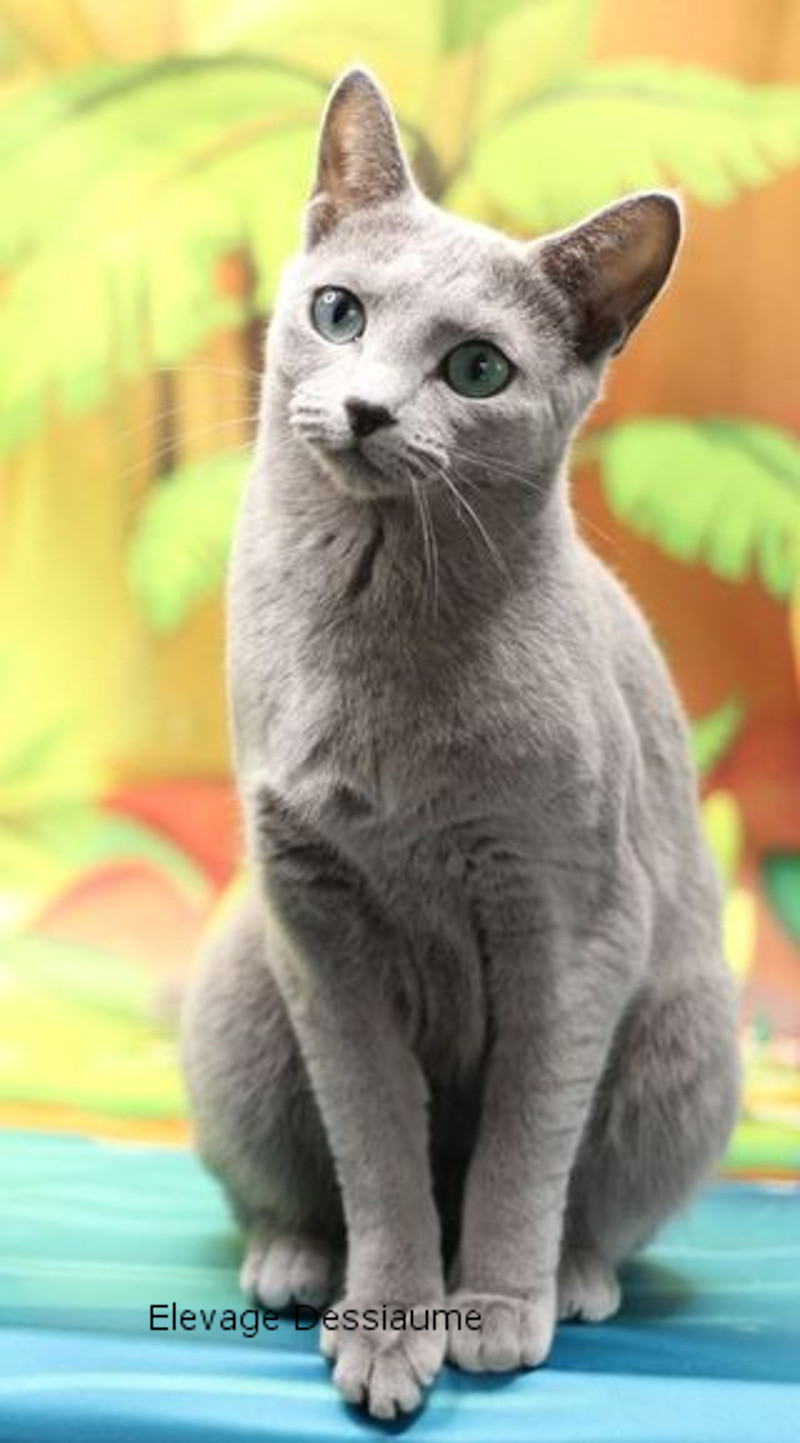 Chatons Bleu Russe loof - Site de bleu-russe