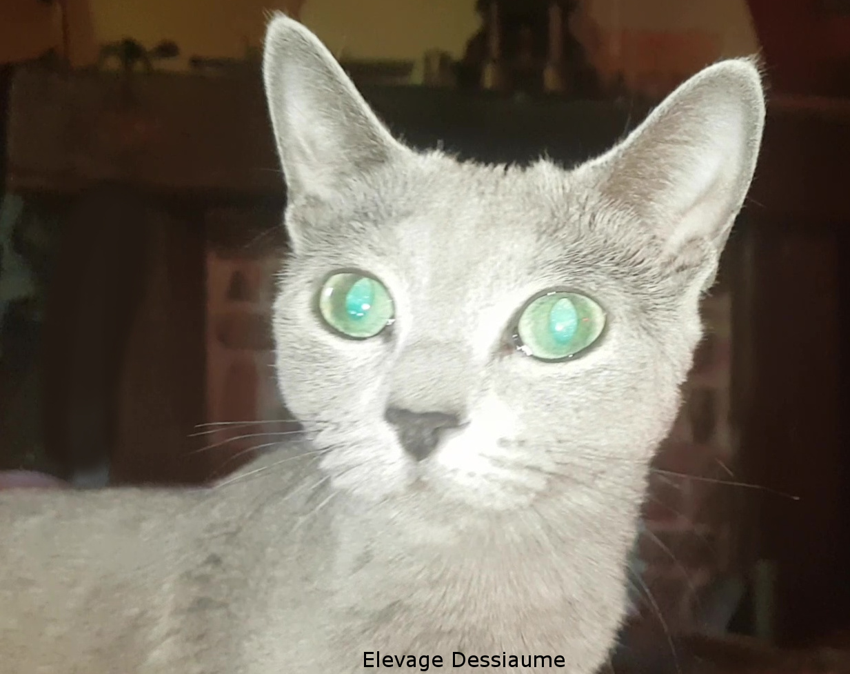 Chatons Bleu Russe loof - Site de bleu-russe