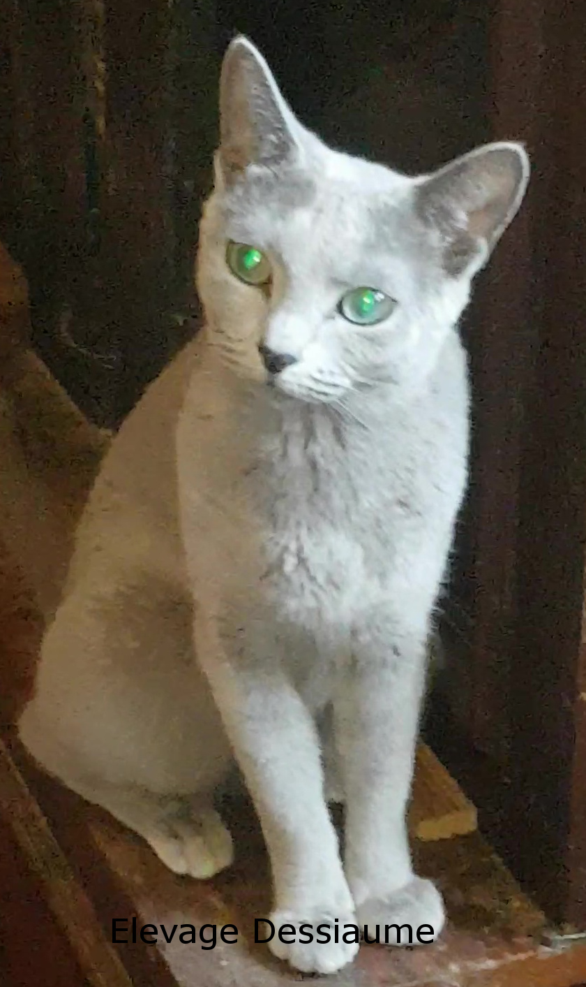 Chatons Bleu Russe loof - Site de bleu-russe