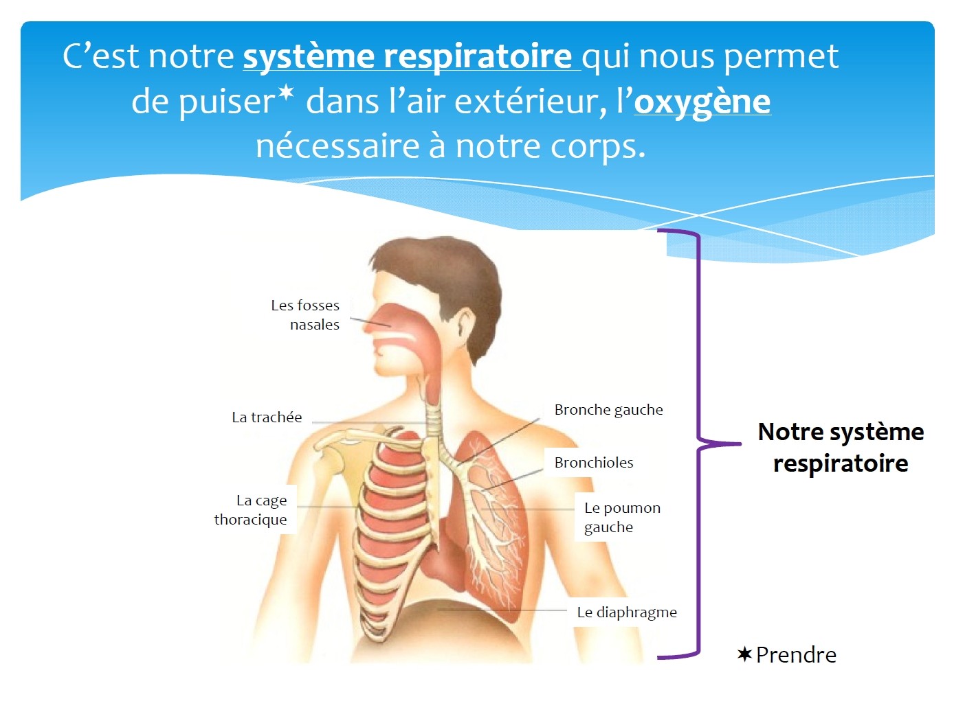 LA RESPIRATION - laclasse2delphine