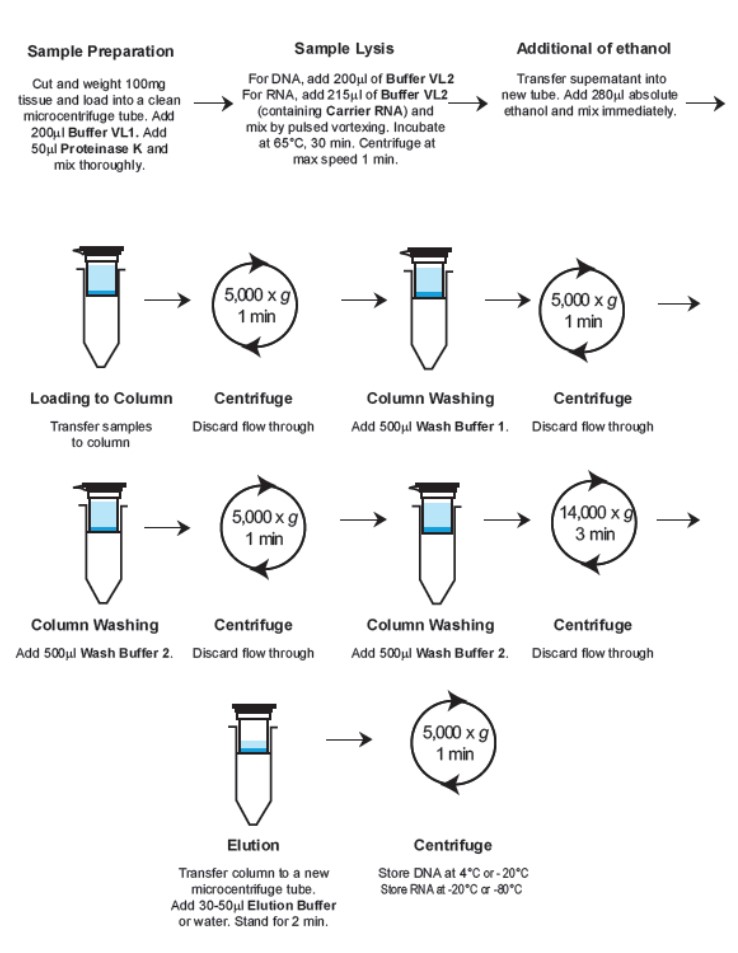 Tissue Viral Nucleic acid Isolation and Extraction Kit - GeneON BioScience