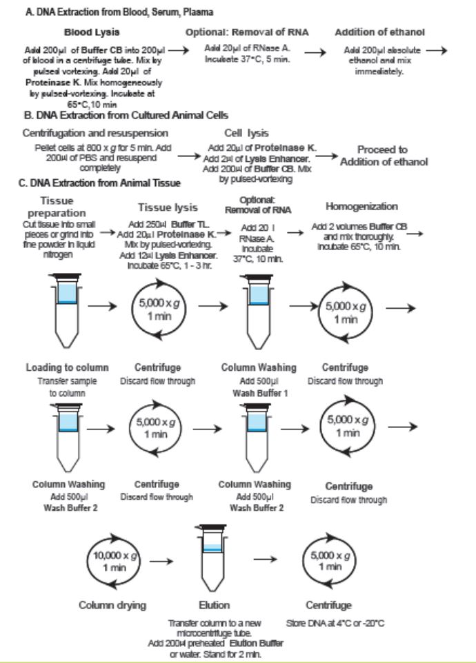 Blood-Tissue COMBI DNA Purification - GeneON-BioScience