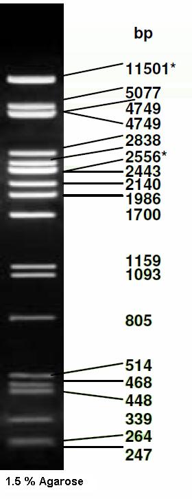 Phage Lambda DNA PstI digest ready-to-use - GeneON BioScience