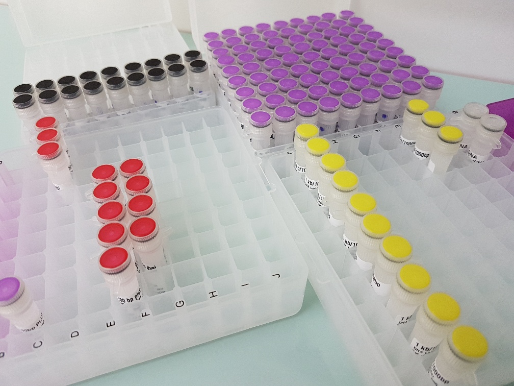 1kb DNA Ladder / DNA Marker BLUE 1000 bp / 1 kb - GeneON BioScience