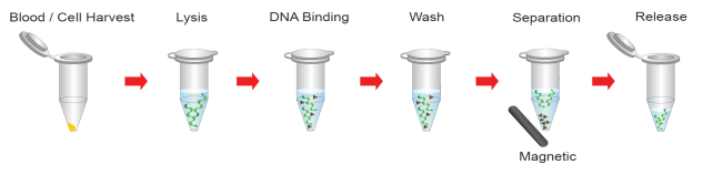 Blood/Cell Genomic DNA purification magnetic beads - GeneON BioScience