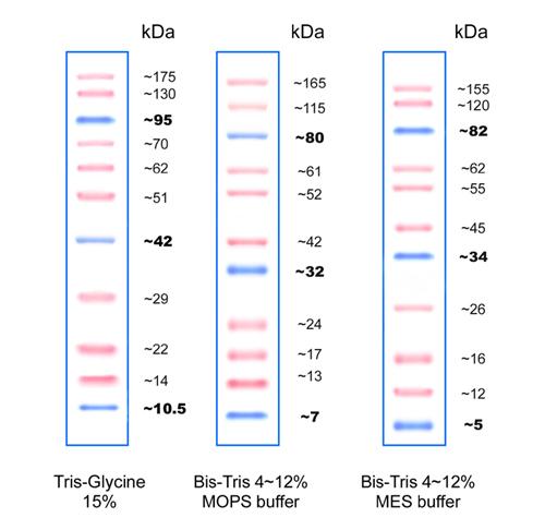 Protein marker / prestained Protein ladder PS11 - GeneON BioScience