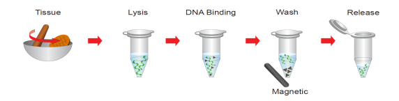 Tissue Genomic isolation with magnetic beads - GeneON BioScience