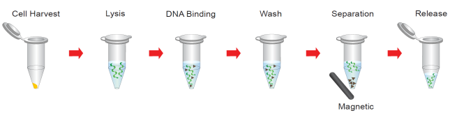 Buffy Coat Genomic DNA Isolation with magnetic beads - GeneON BioScience