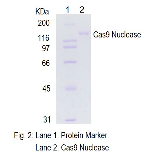 CRISPR - Cas9 Nuclease - GeneON BioScience