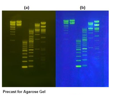 Gel GreenSafer - Nucleic Acid Stain fluorescent dye - GeneON BioScience