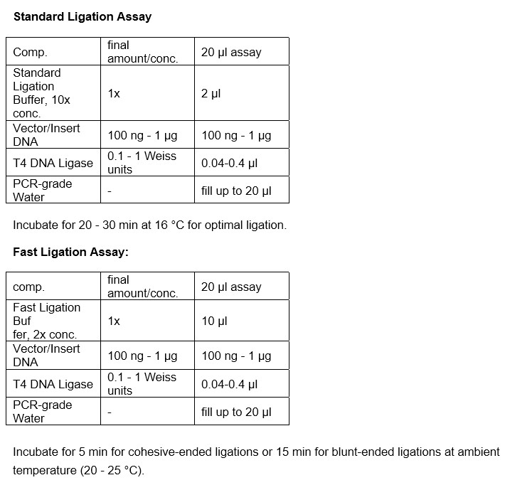 T 4 DNA Ligase für Klonierung - GeneON BioScience