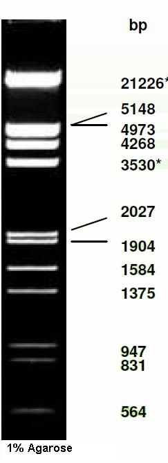 Phage Lambda DNA EcoRI/HindIII digest ready-to-use - GeneON BioScience