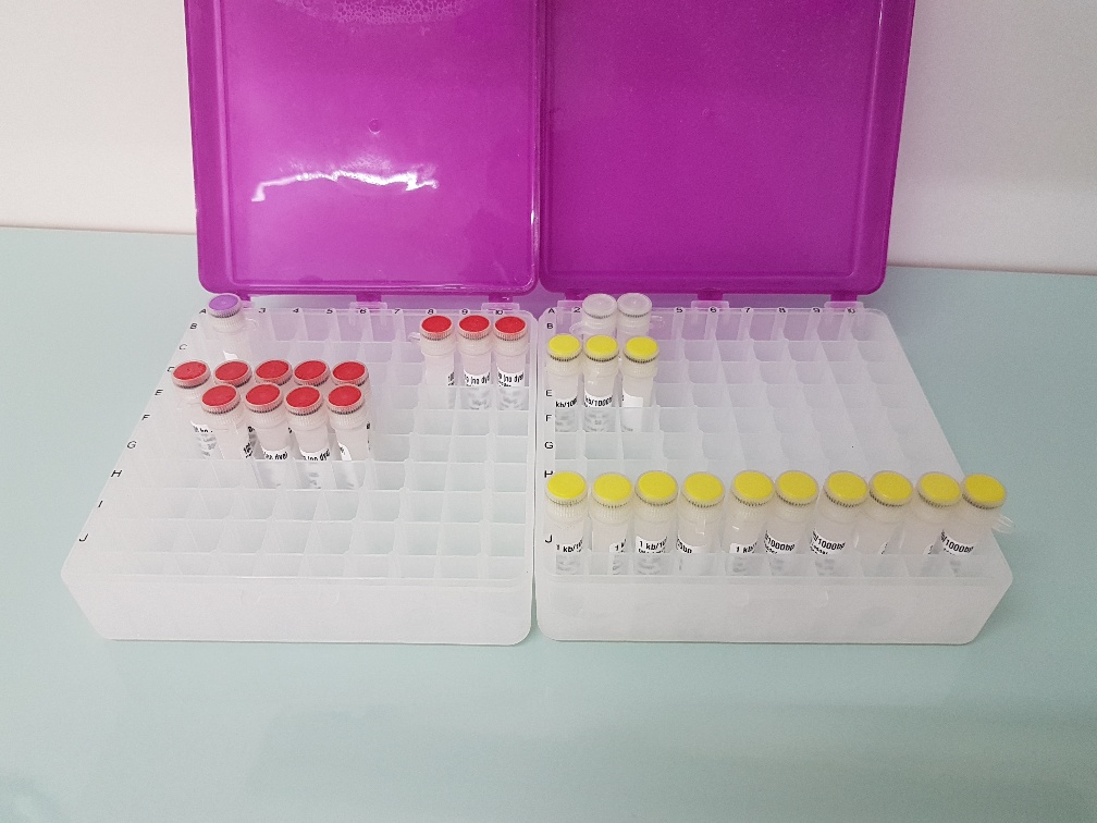 DNA Marker / DNA Ladder 1000 bp / 1 kb - GeneON BioScience