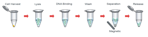 Virus Genomic purification Kit with Magnetic Beads - GeneON BioScience