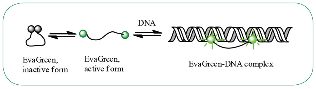 EvaGreen Fluorescent DNA Stain 100µM - GeneON BioScience
