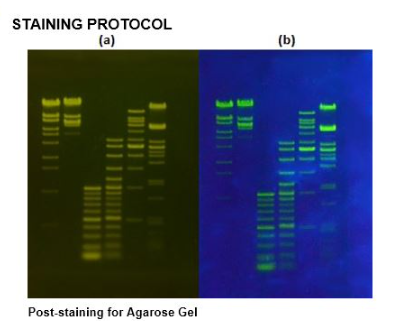 Gel GreenSafer - Nucleic Acid Stain fluorescent dye - GeneON BioScience