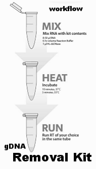 gDNA Removal Kit - GeneON BioScience