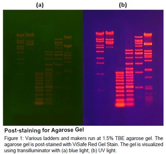 GelRed alternative 10000x in water - GeneON BioScience