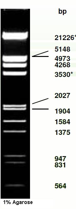 Phage Lambda DNA EcoRI/HindIII digest ready-to-use - GeneON BioScience