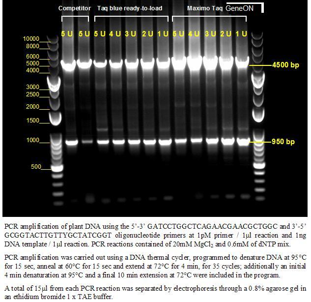 Taq DNA Polymerase / Universal PCR Master Mix / - GeneON BioScience