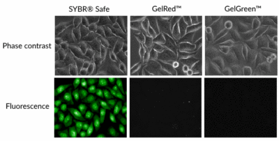 GelRed 10000-fach in Wasser, ungiftiger Farbstoff - GeneON BioScience