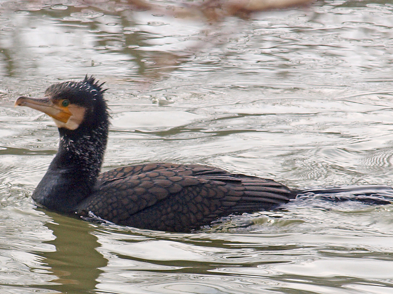 Der Kormoran - Steckbrief - Willkommen beim NABU Rinteln