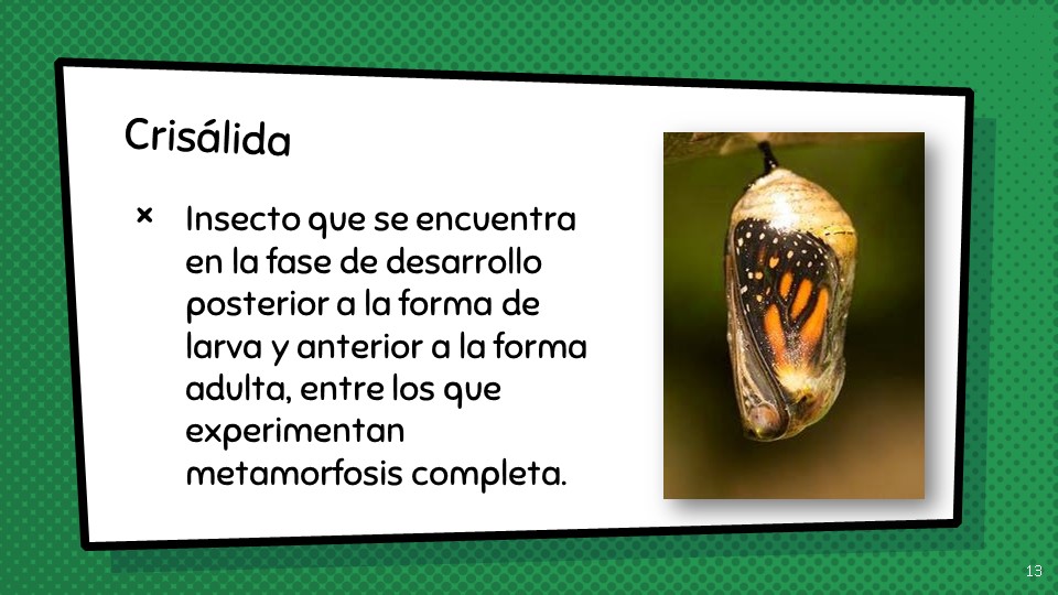 Proyecto Crisálida - Andrés García Zuluaga