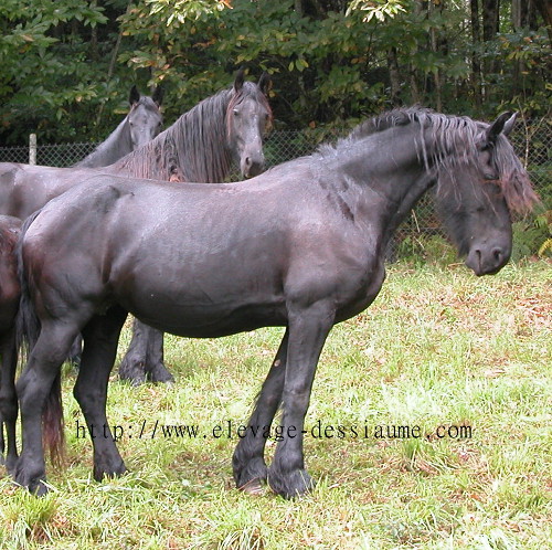 Elevage de CHEVAUX : Frisons - Arabo Frison - Barock pinto - Site de ...