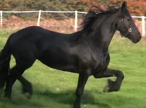 Elevage de CHEVAUX : Frisons - Arabo Frison - Barock pinto - Site de ...