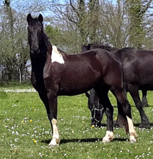 Elevage de CHEVAUX : Frisons - Arabo Frison - Barock pinto - Site de ...