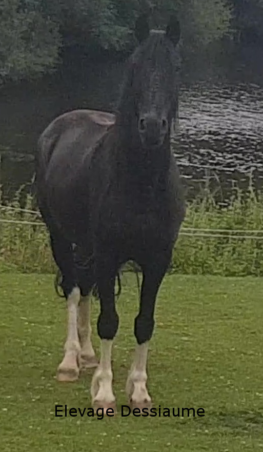 Elevage de CHEVAUX : Frisons - Arabo Frison - Barock pinto - Site de ...