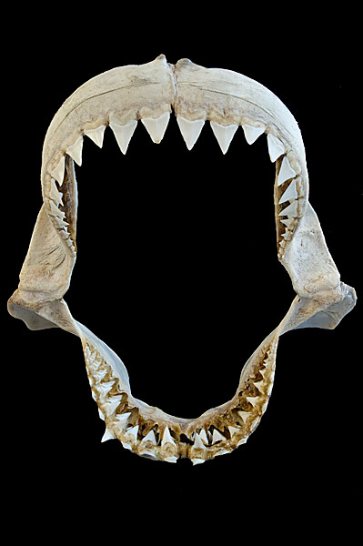 Anatomia di uno squalo - Benvenuti su squali!