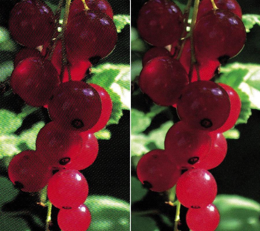 FM raster for photorealistic print results – roos.gmbh - roos.gmbh