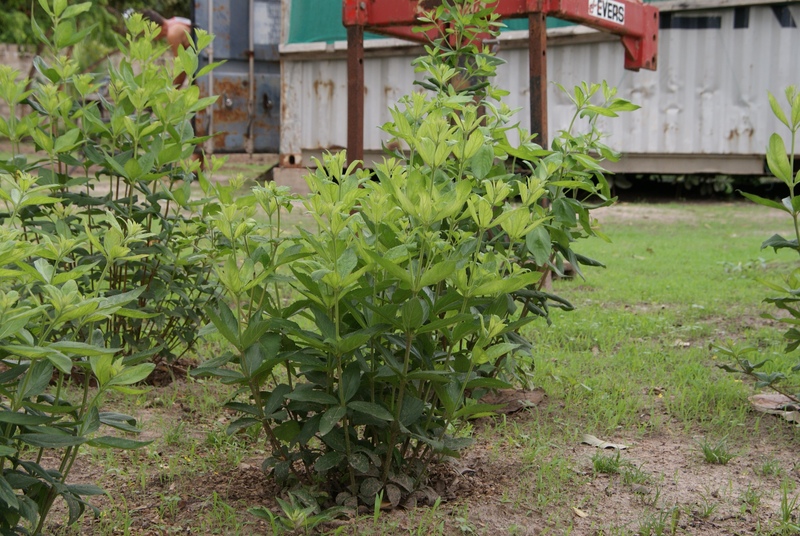 Etude de faisabilité d’un projet de transformation de Lippia multiflora ...