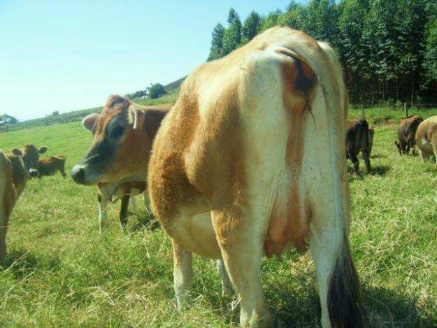 Adiestramiento de Jersey - Página web de jerseychile